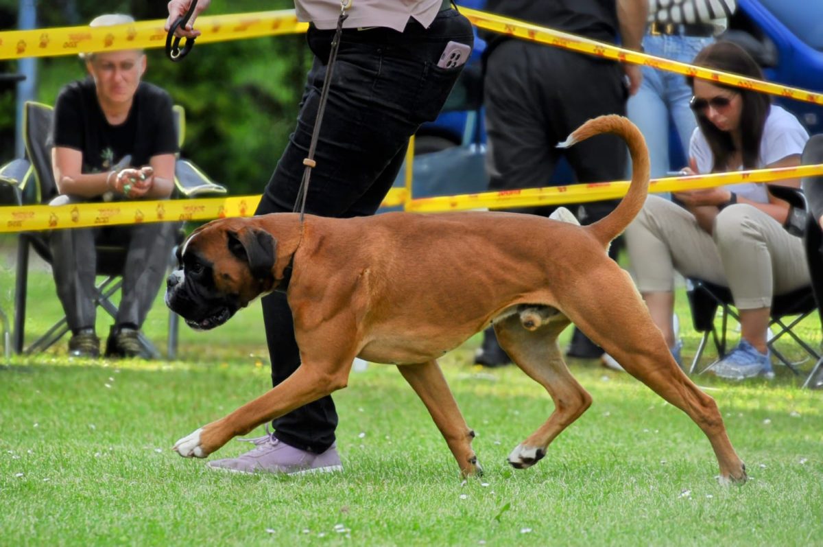 🏆 Douglas von Cappa Leonis überzeugt bei internationalen Ausstellungen ...